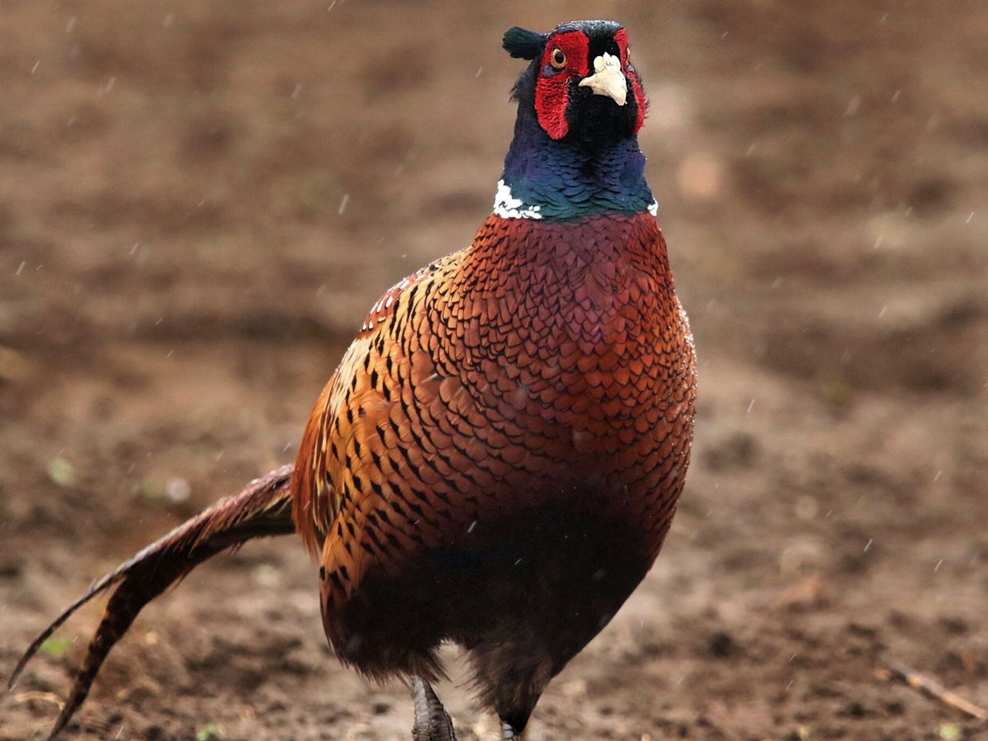 Meet the Locals | Two Hoots Glamping Site