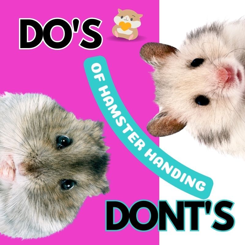 How to Tame and Handle my new hamster
