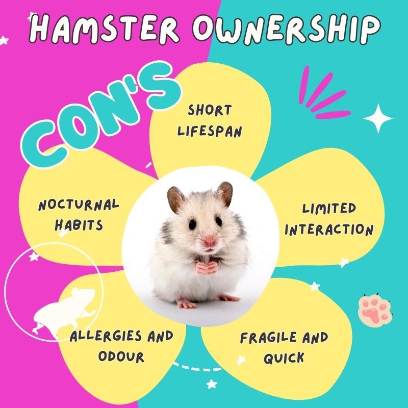 Is Hamster Ownership Right for Me?