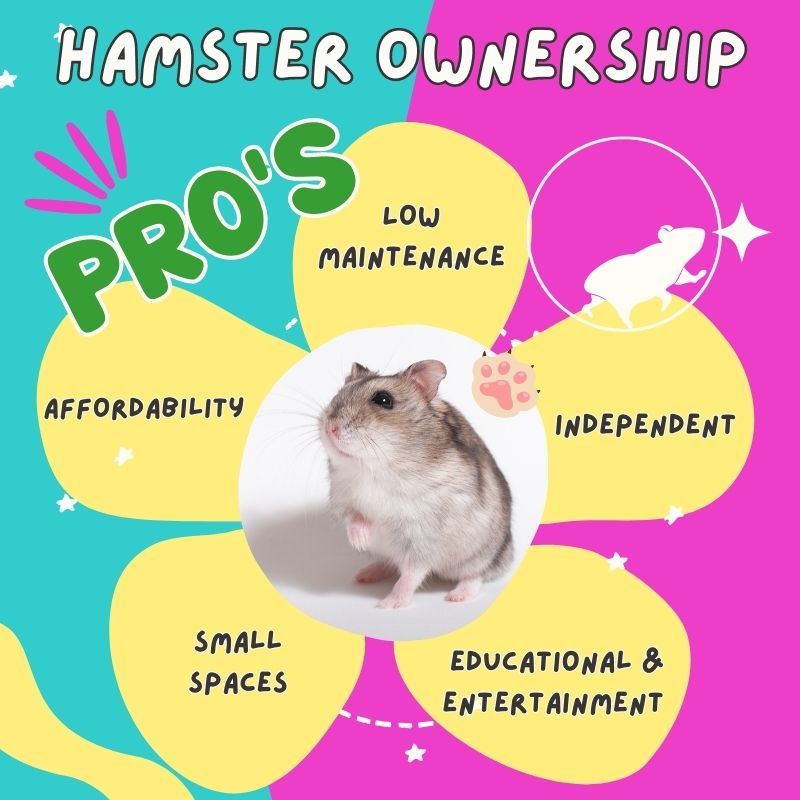 Is Hamster Ownership Right for Me?
