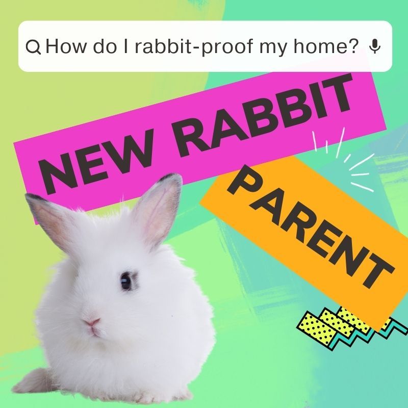 Useful tips to prepare to bring home a new rabbits