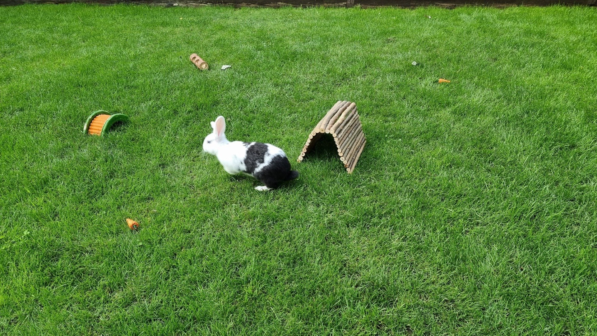 Rabbit Boarding Hotel | Rabbit | Rabbit Hotel | Rabbit Boarding Near me