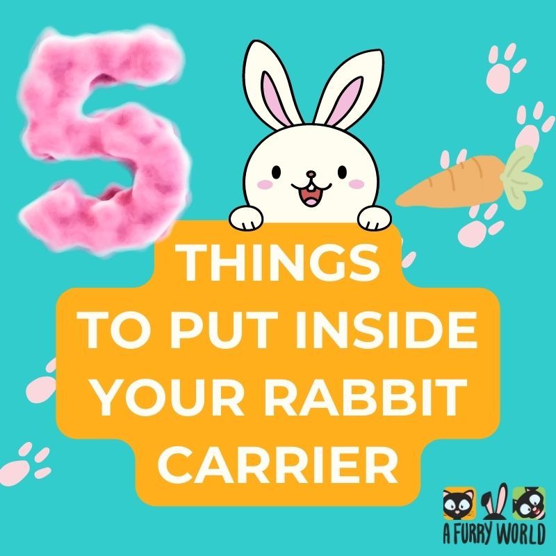 Transporting and introducing your new rabbit to your home.
