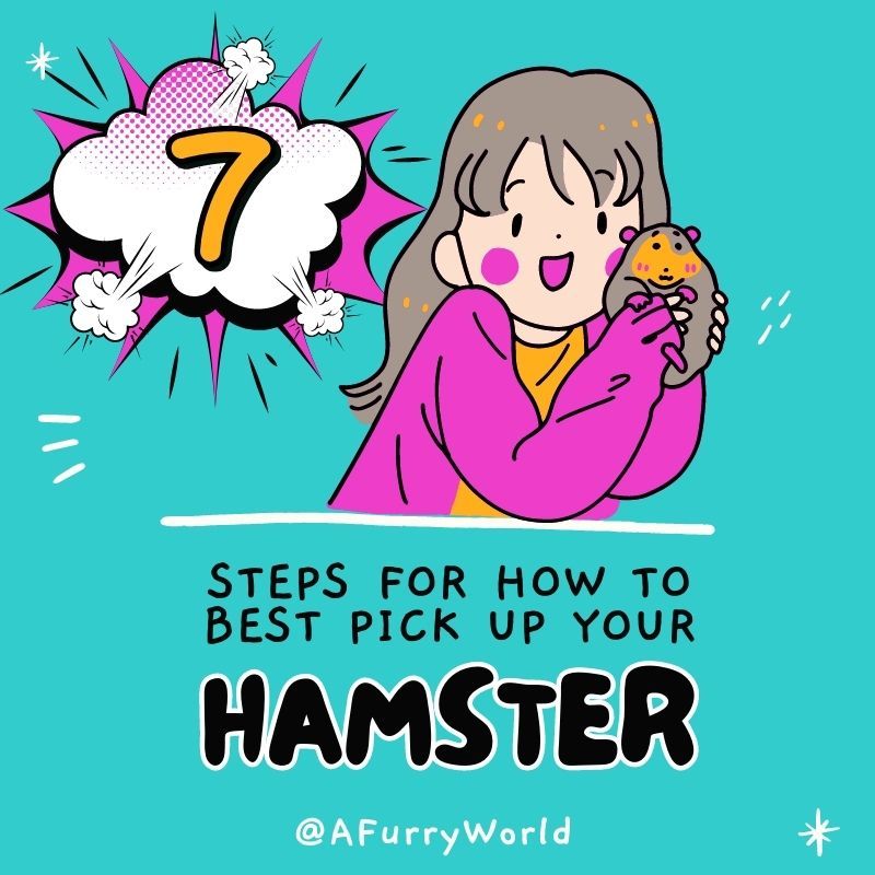 How to Tame and Handle my new hamster
