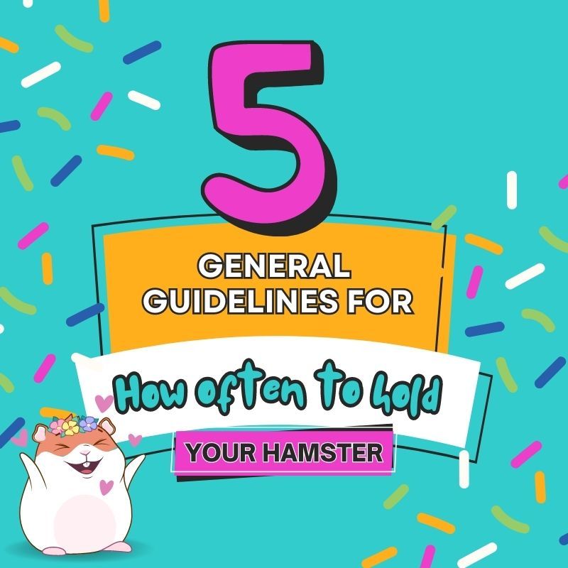How to Tame and Handle my new hamster