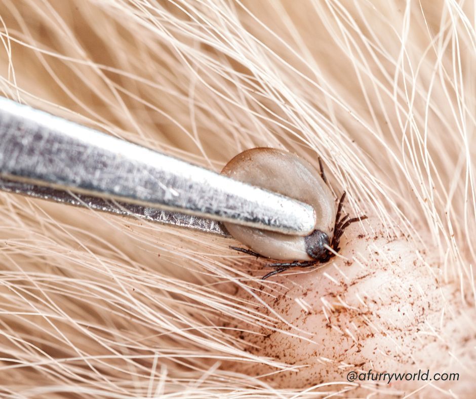 How do you remove a tick that is embedded from my cat or dog