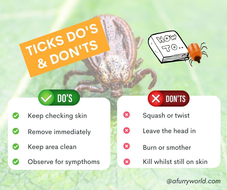 How do you remove a tick that is embedded from my cat or dog