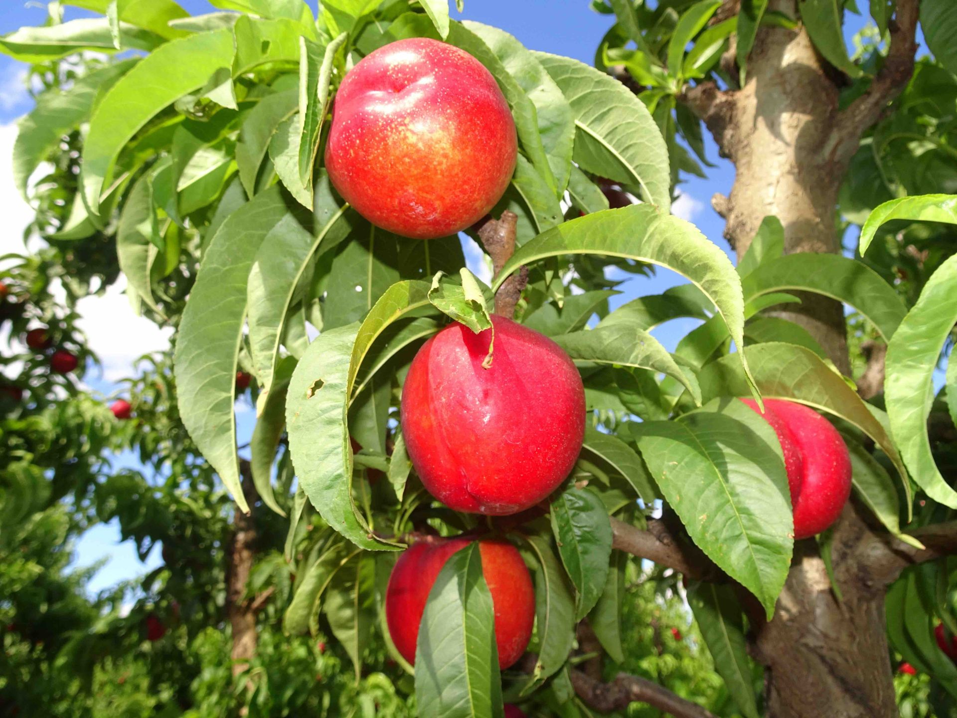 Cutri Fruit