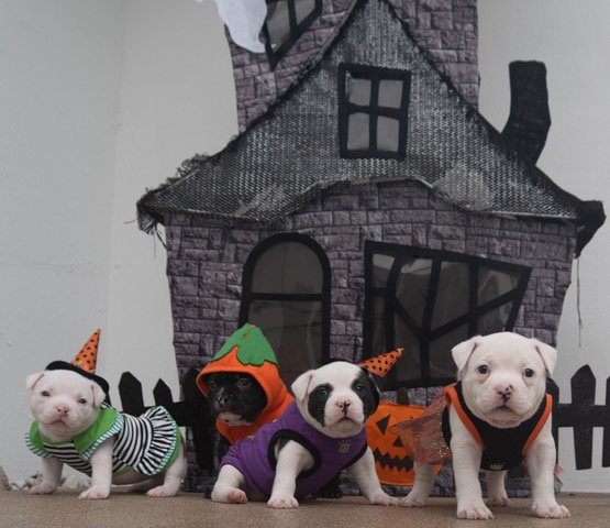American Bully Breeding | Dawghouse Bullies | Pompano Beach, Florida
