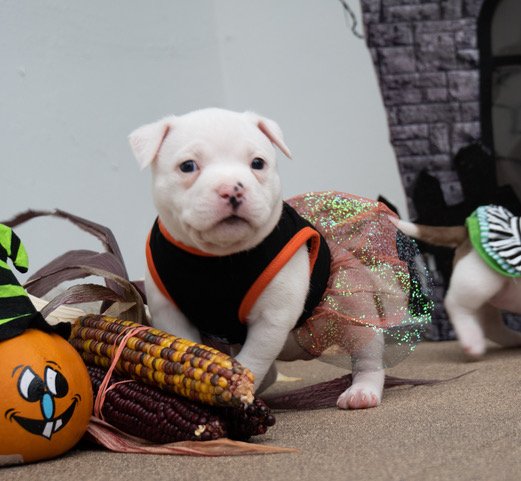 American Bully Breeding | Dawghouse Bullies | Pompano Beach, Florida