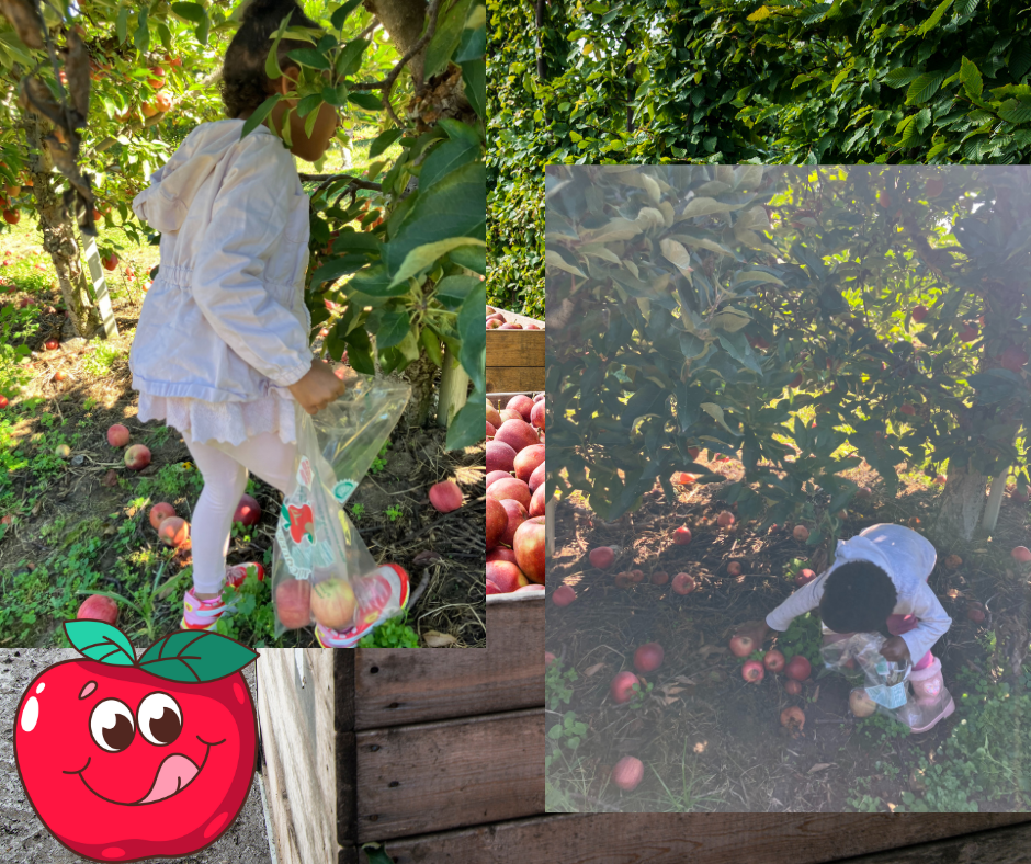 Apple Orchard Field Trip 2024