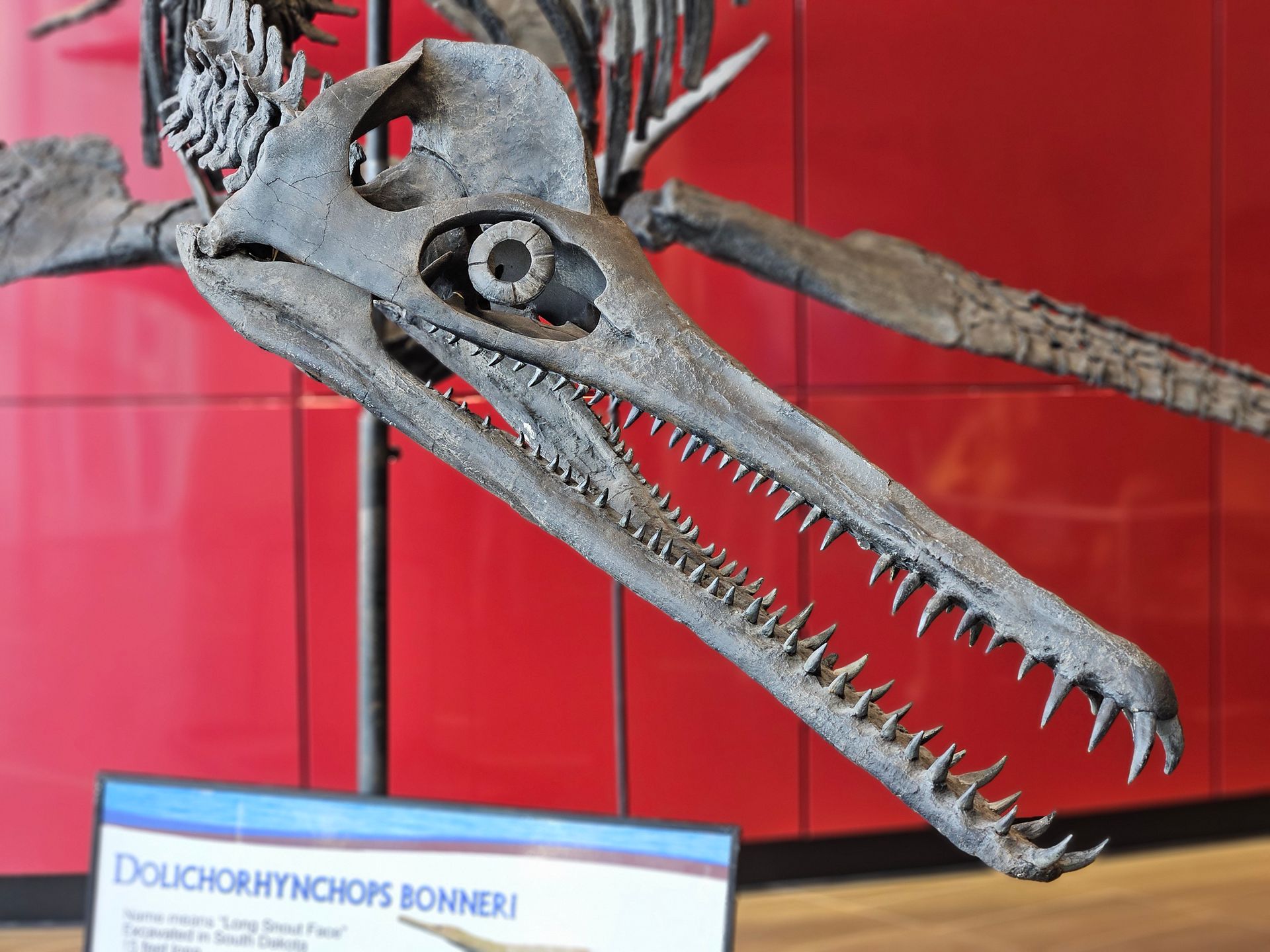 Museum Of Earth History Expansion