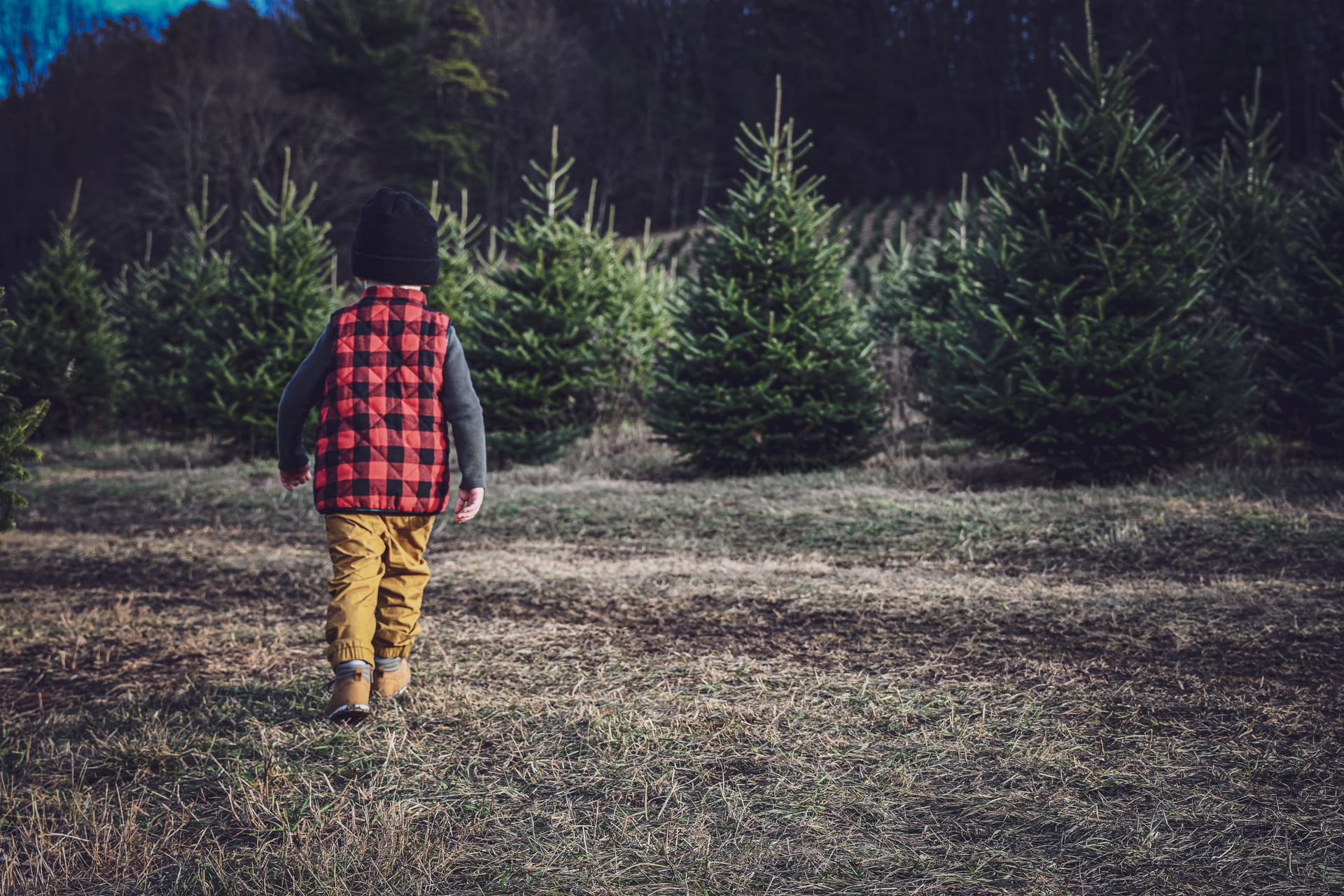 Old Homestead Tree Farm | Find Your Perfect Tree