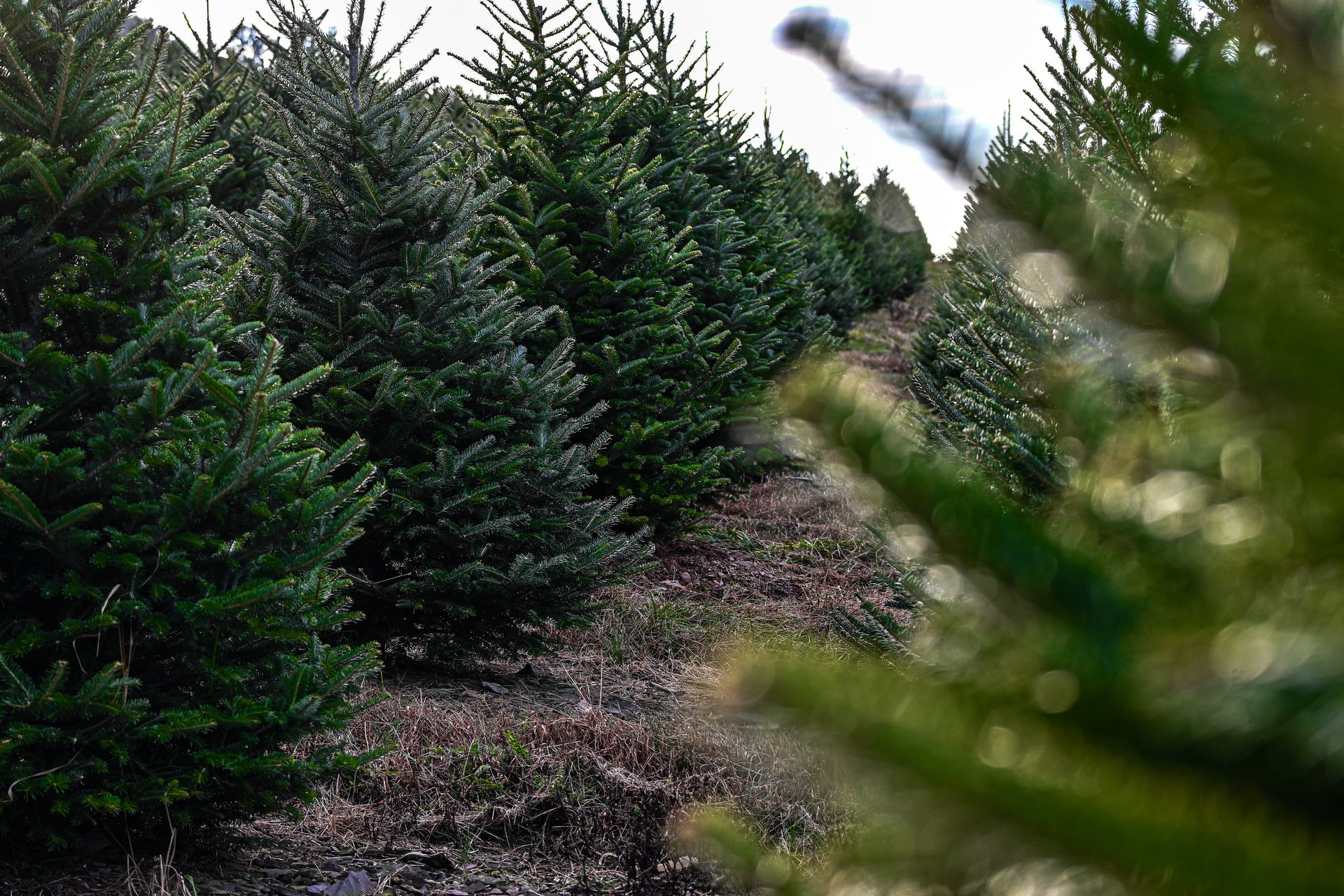 Old Homestead Tree Farm | Find Your Perfect Tree