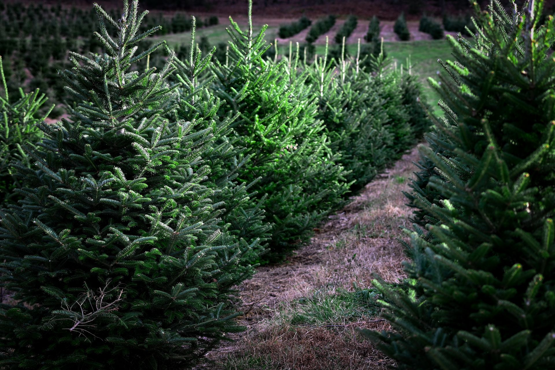 Old Homestead Tree Farm | Find Your Perfect Tree