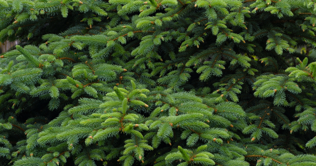 Old Homestead Tree Farm | Find Your Perfect Tree