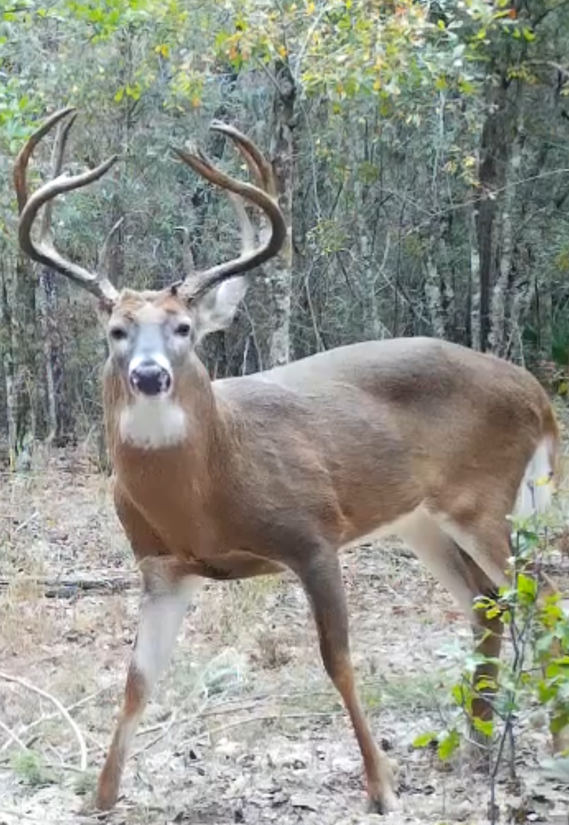 Georgia Trophy Buck Hunts | Heaven Scent Retreat