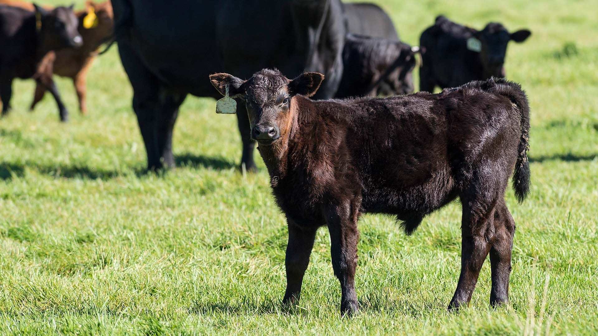 Calf Starter | High Protein Feed from Harwood Grains