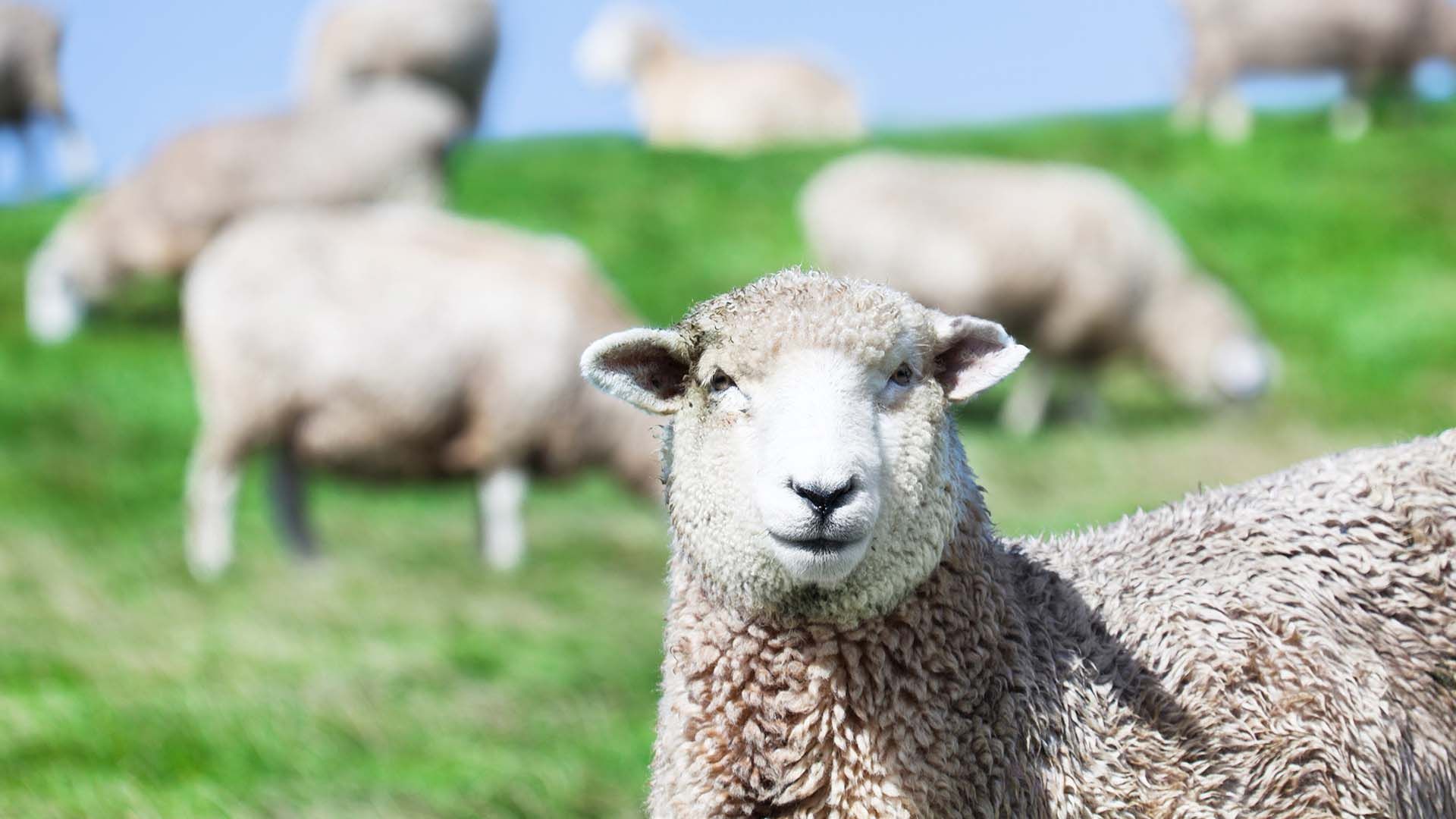 Harwood Grains & Stockfeeds | Premium Animal Feed Products