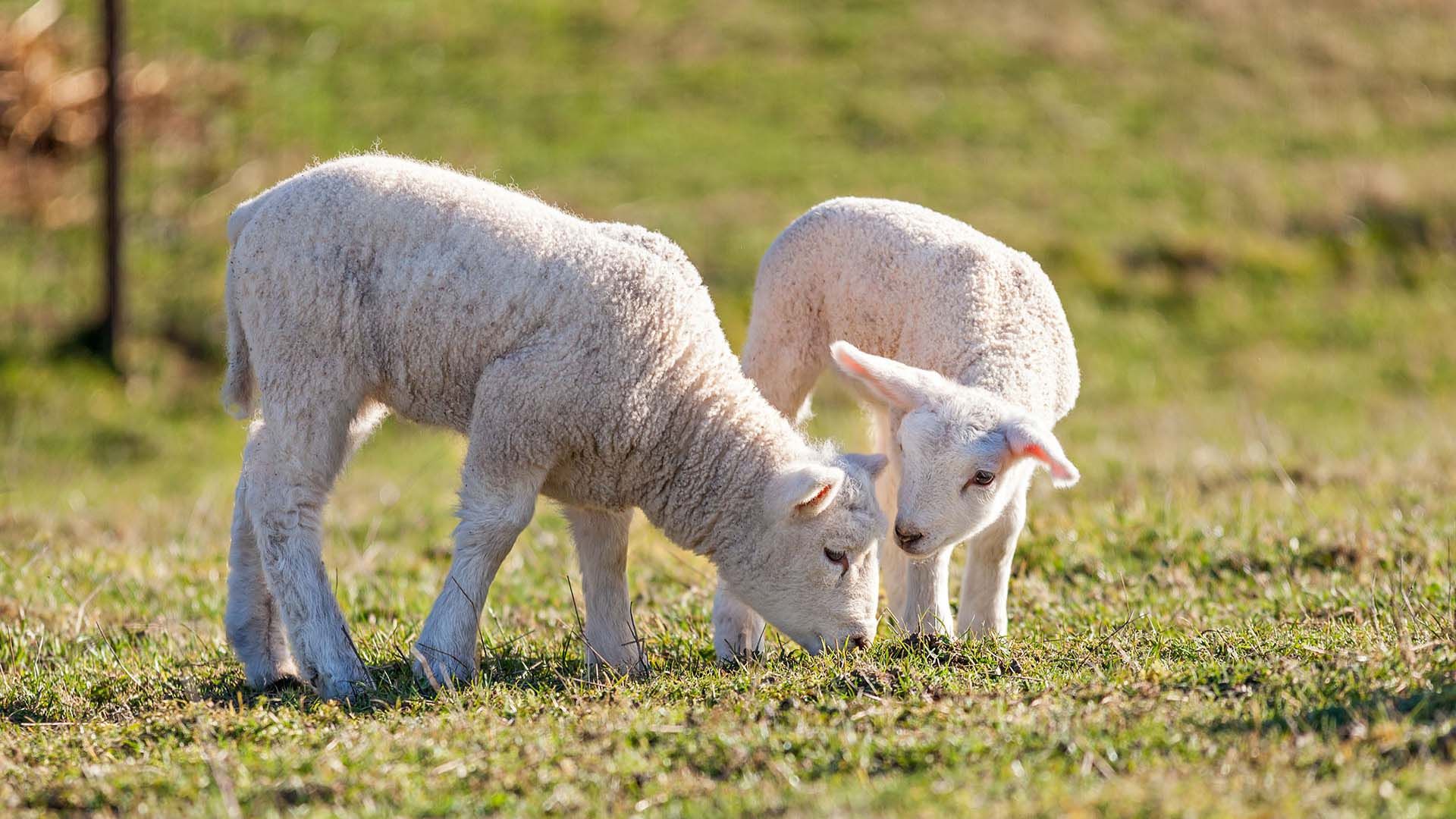 Lamb Starter | High Protein Feed | Harwood Grains