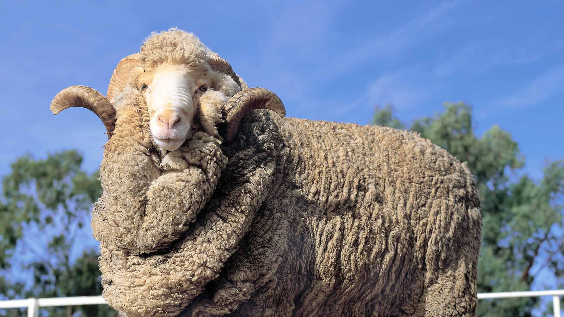 Sheep, Lamb & Ram Feed Range | Harwood Grains