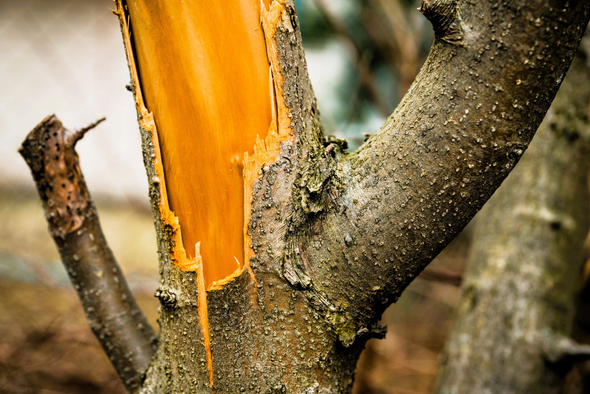 Healing Trees Made Easy: How to Repair a Damaged Tree Trunk