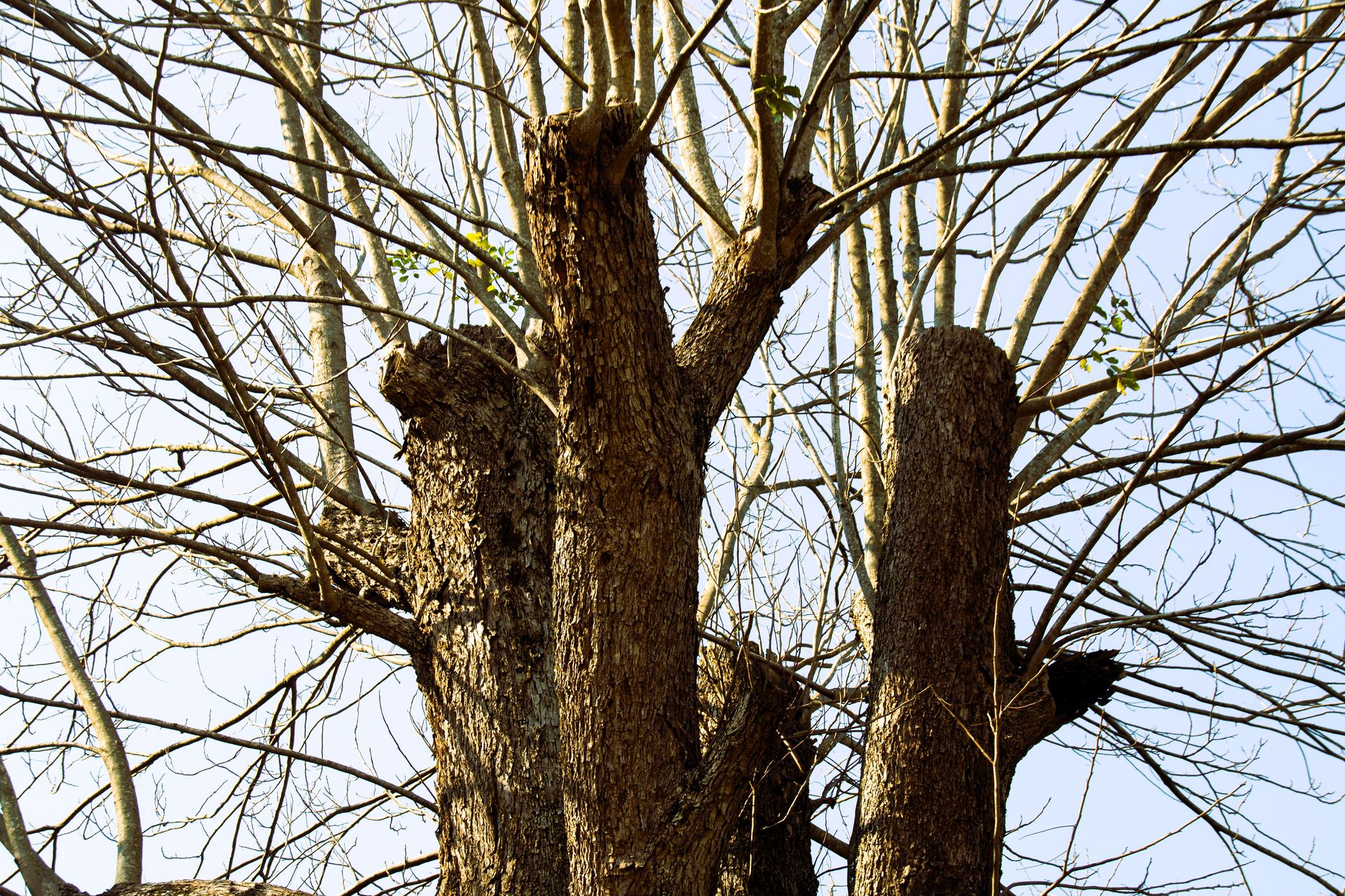 3 Signs That You've Over-Pruned Your Trees