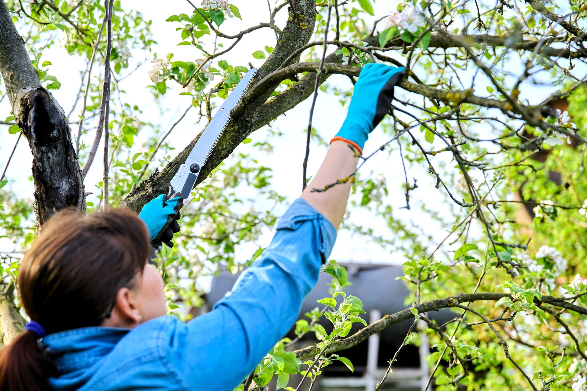The Benefits of Preventative Tree Maintenance