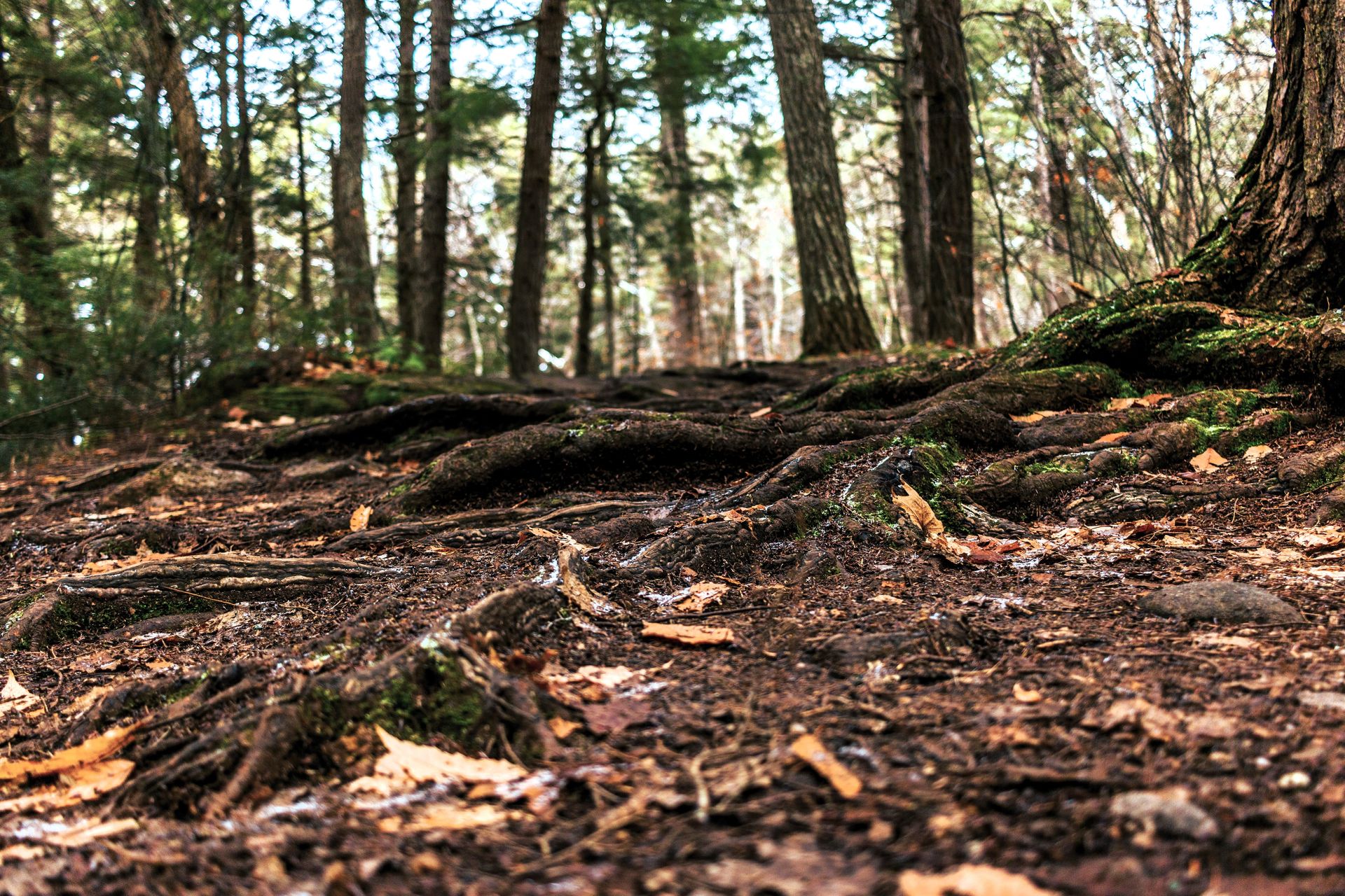 Understanding & Managing Tree Root Damage: Essential Guide