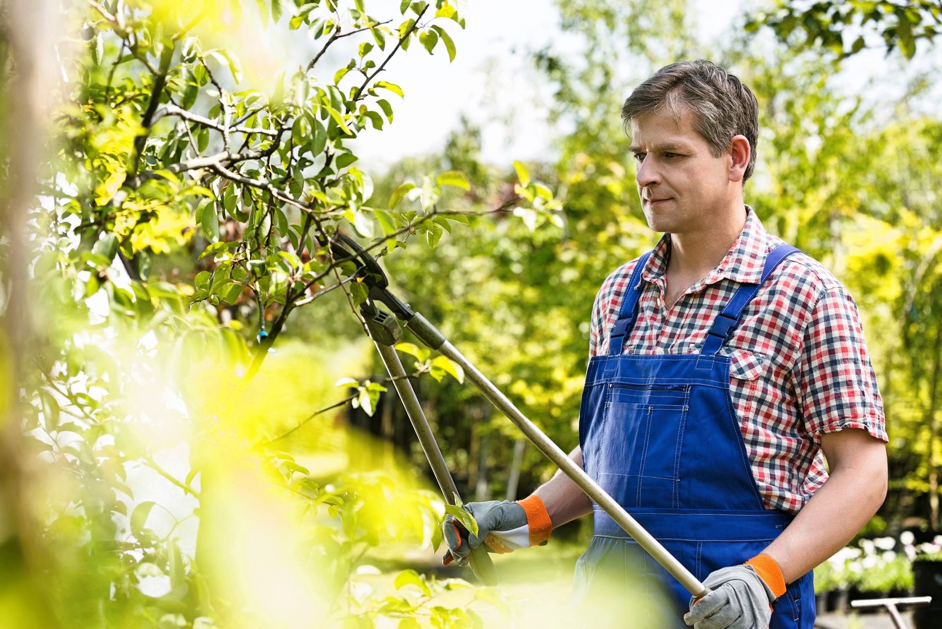 5 Expert Tips for Trimming Trees to Beautify Your Home Garden
