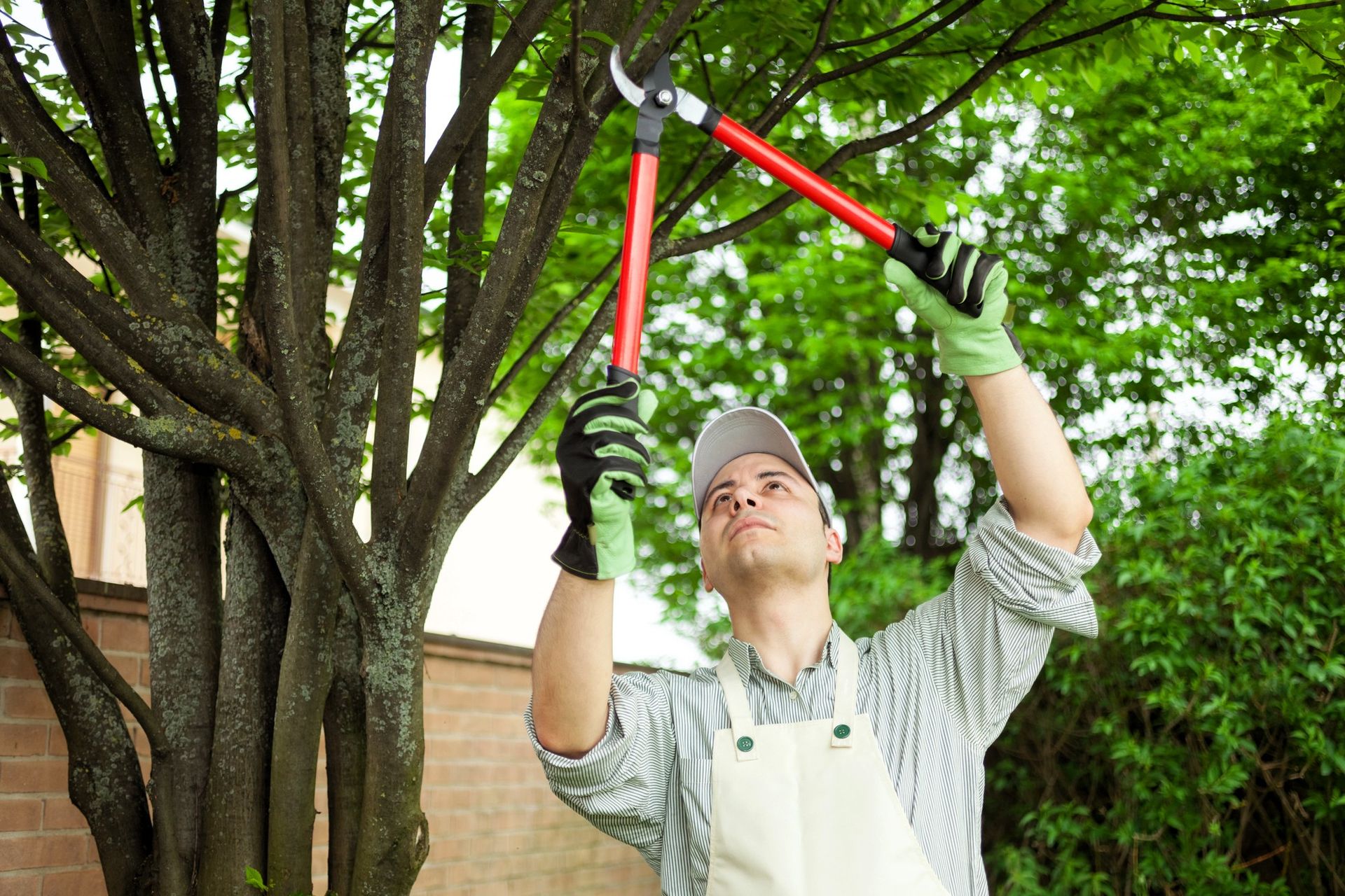 9 Must-Know Tree Care Tips to Keep Your Yard Lush