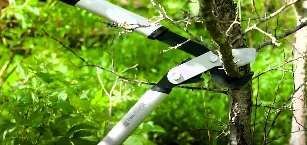 What to Know About the Most Common Tree Pruning Tools