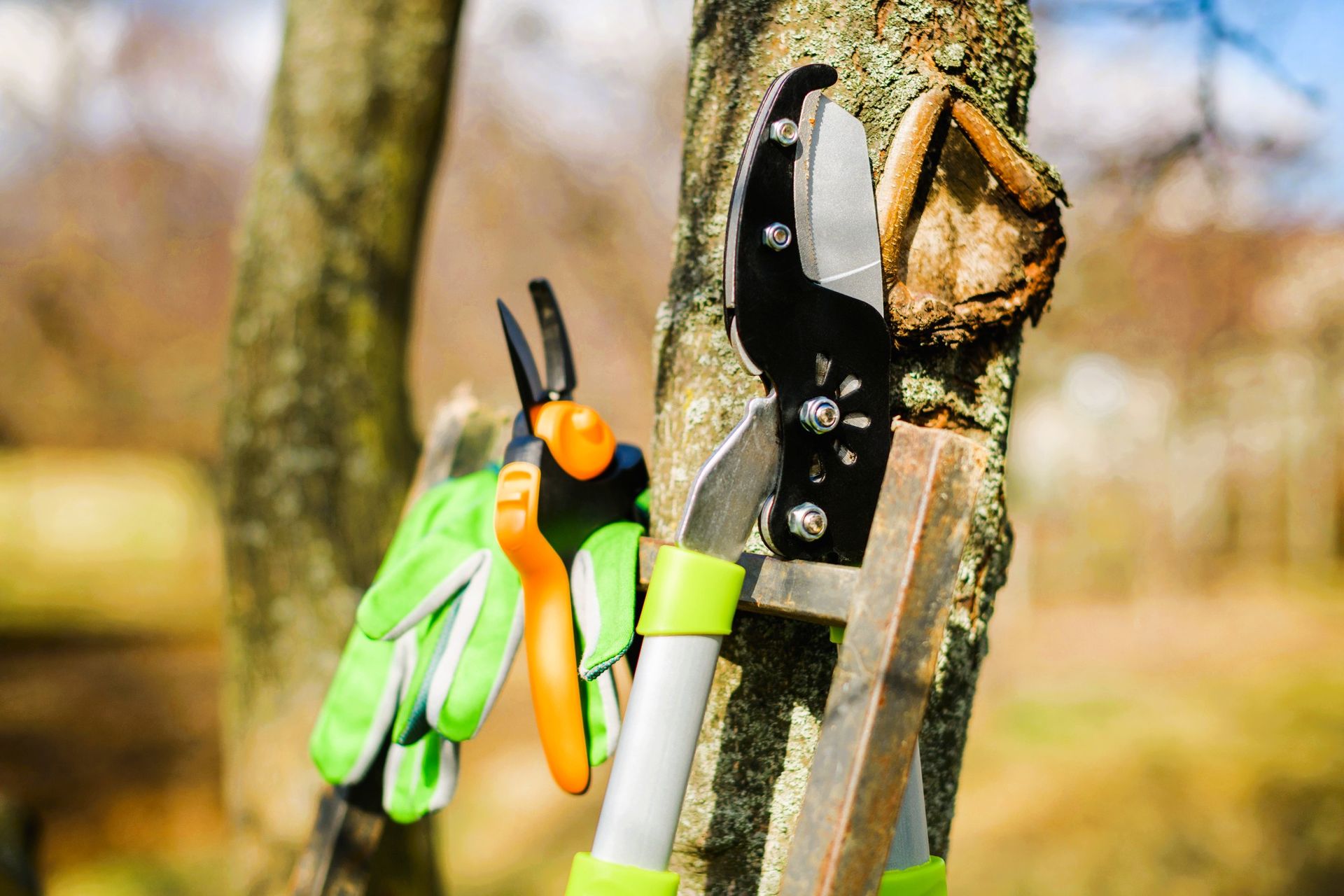 The 6 Best Tree Pruning Tools Every Kanata Homeowner Should Know About