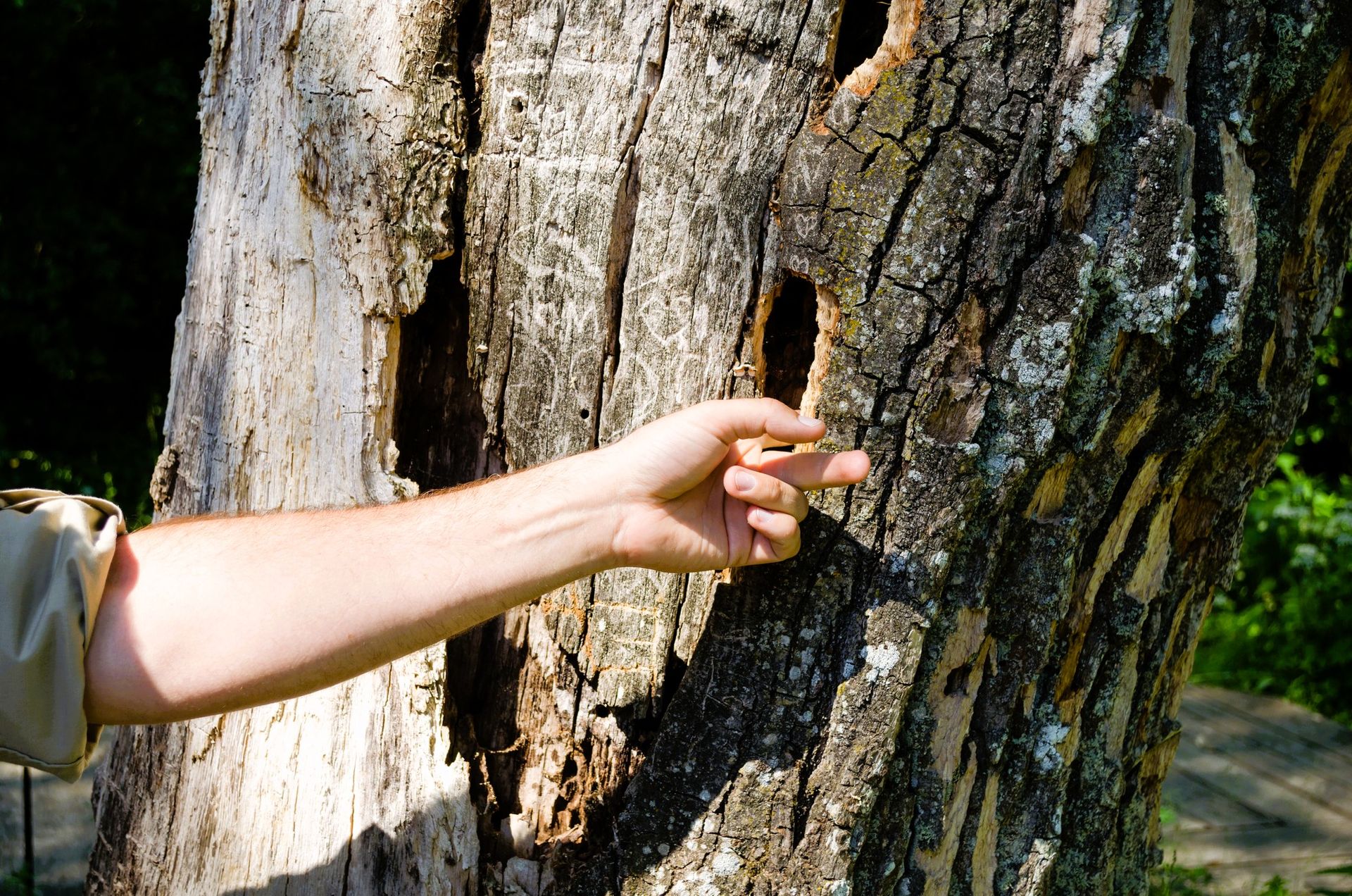 Tree Trunk Cracks – What Causes Them?