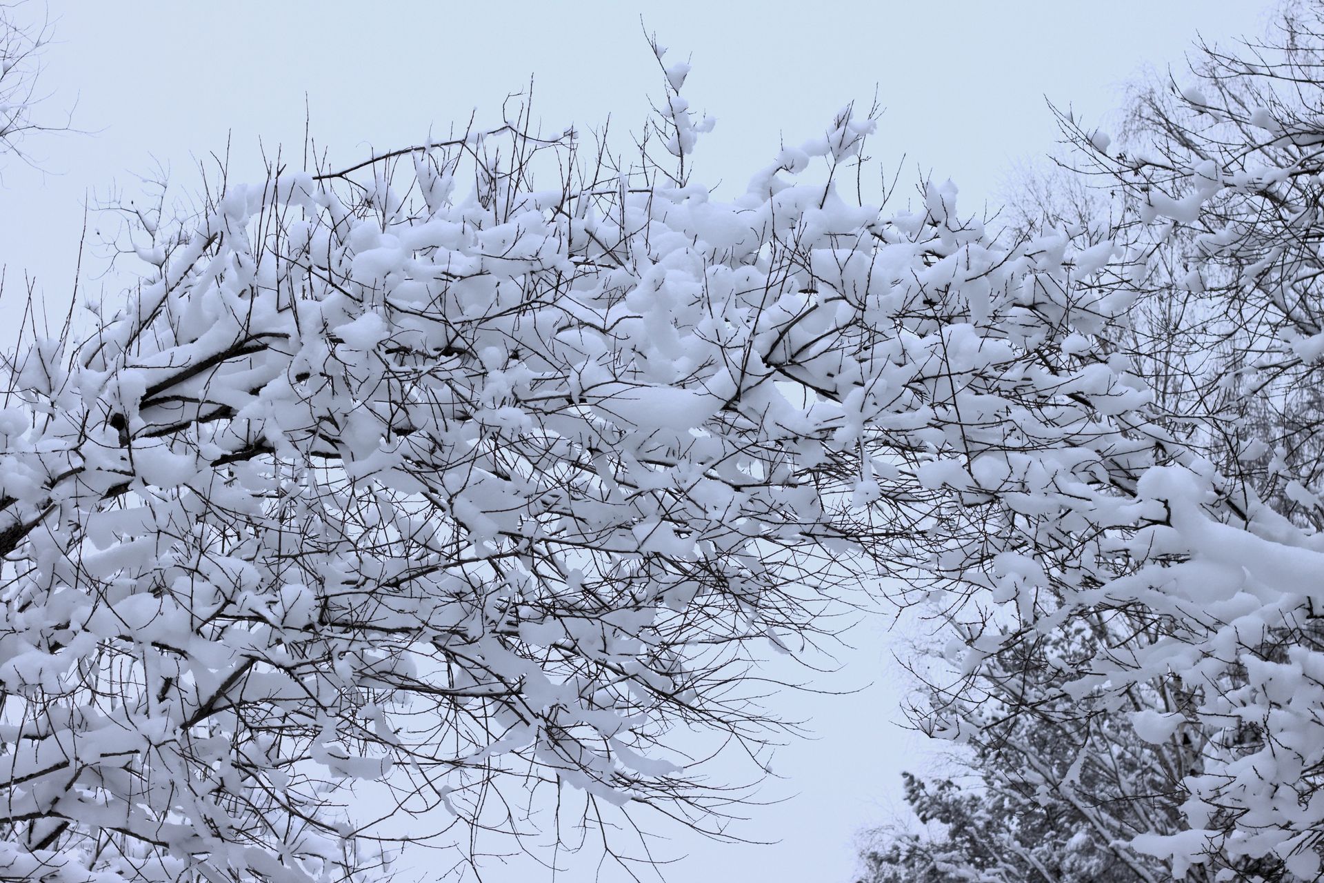 Common Forms Of Winter Tree Damage