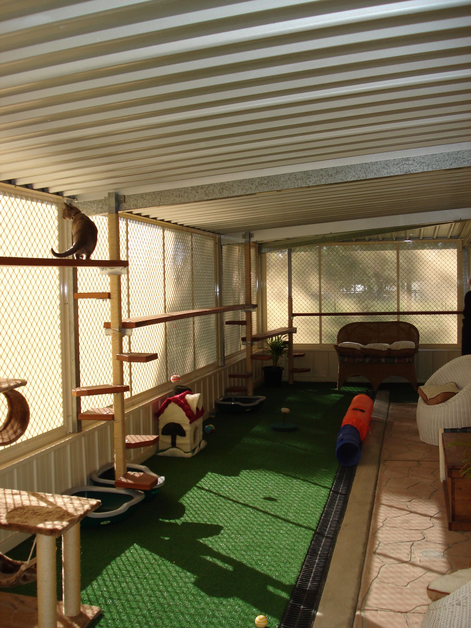 Cat Gallery | Llandilo, NSW | Abbeyvale Boarding Cattery