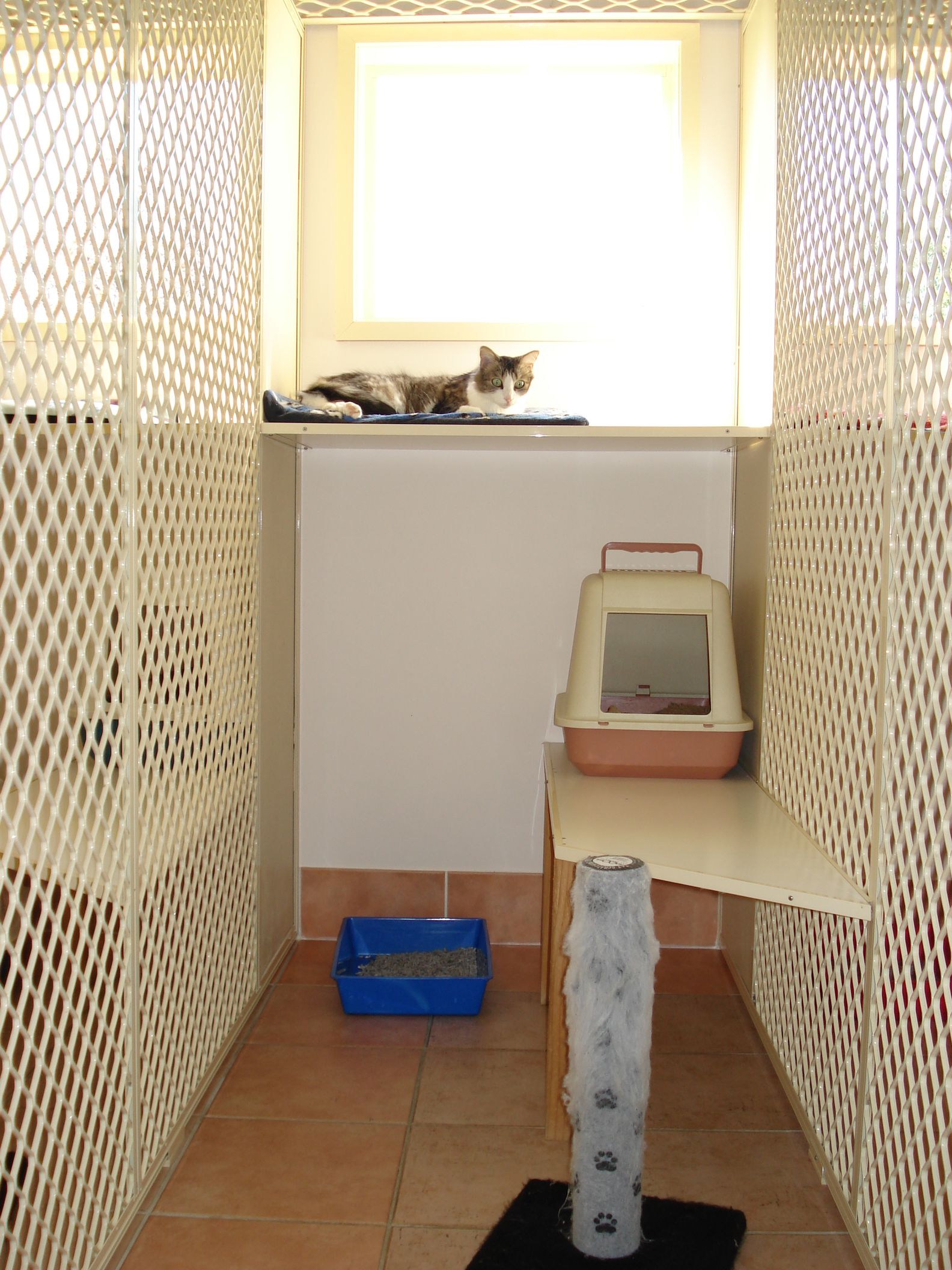 Cat Gallery | Llandilo, NSW | Abbeyvale Boarding Cattery