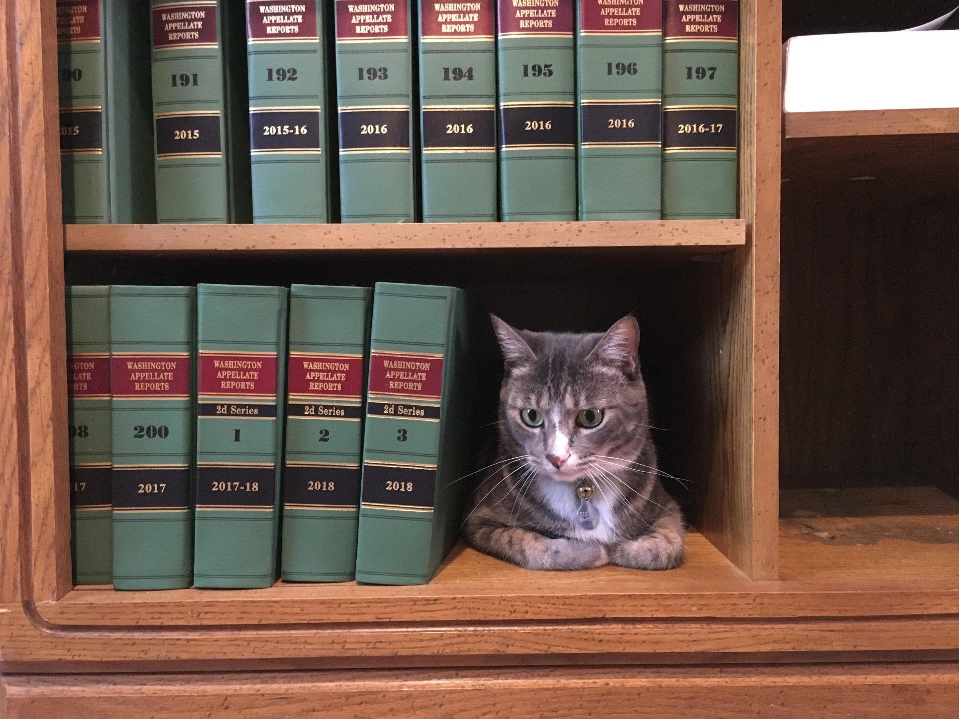 The Law Cat – Dismal | Yakima, WA | 2nd Street Law PLLC