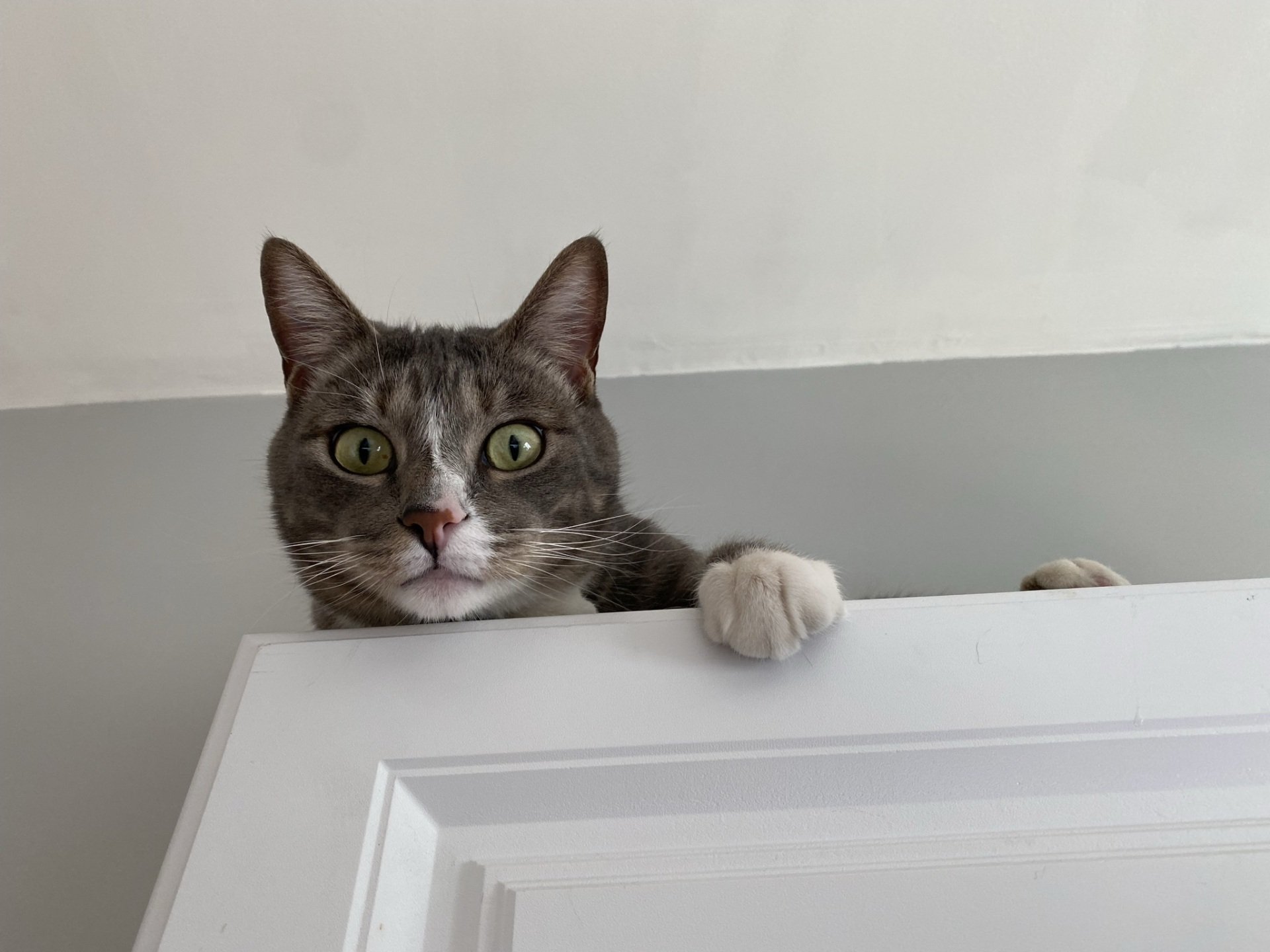 The Law Cat – Dismal | Yakima, WA | 2nd Street Law PLLC