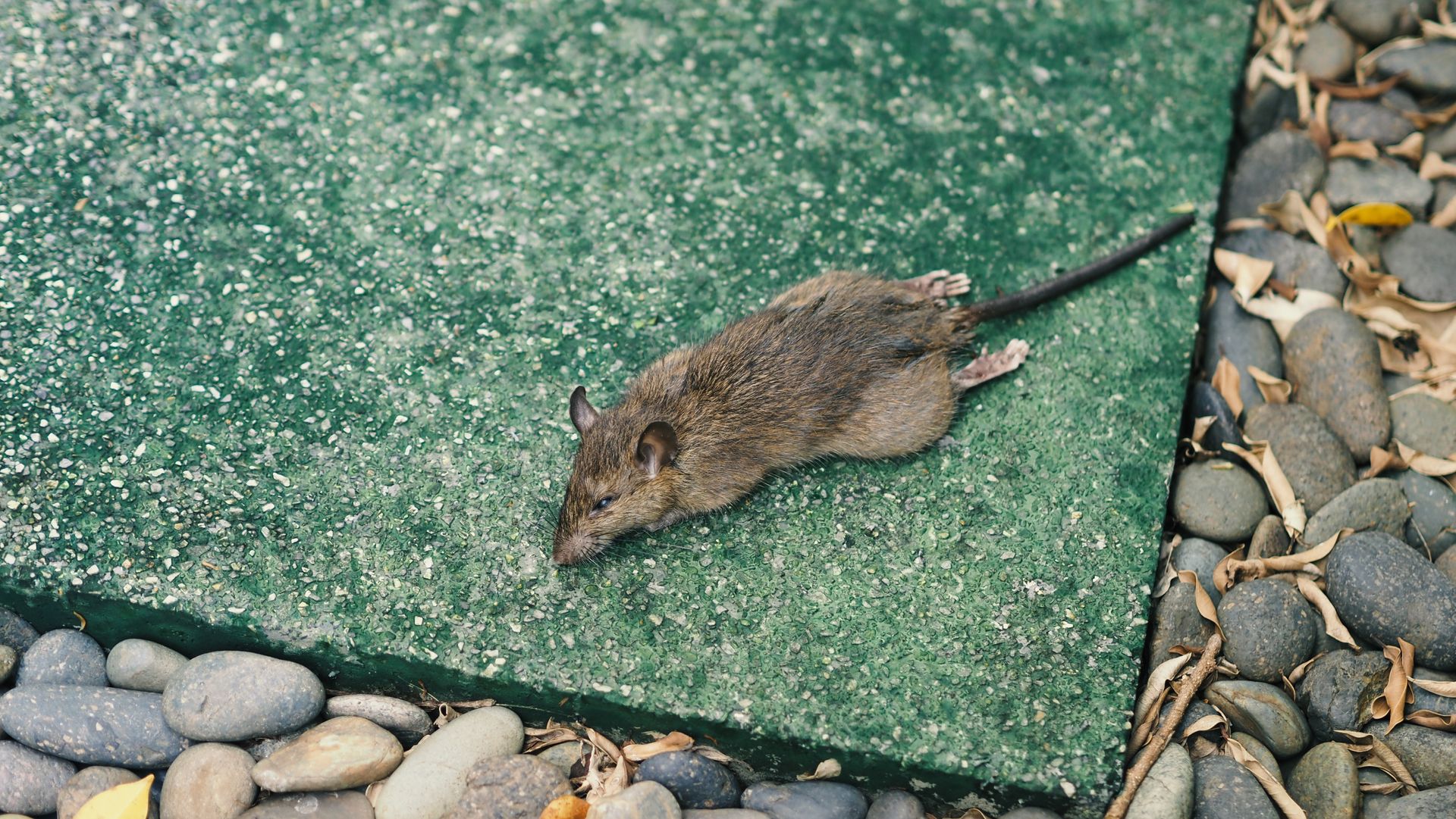 Decoding the Telltale Signs of a Rodent Infestation