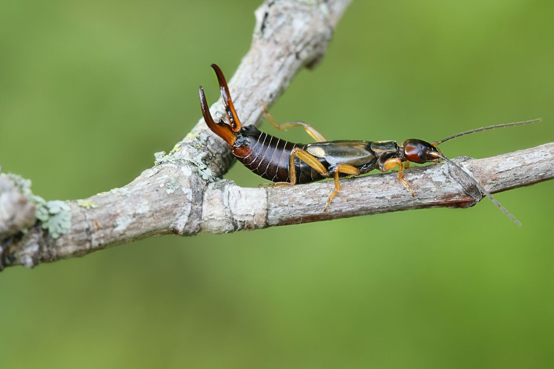 The Dangers of Earwigs and Why Prompt Pest Control is Essential