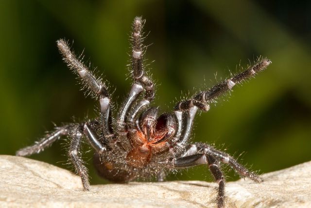 Spider Pest Control and Prevention: What You Need to Know
