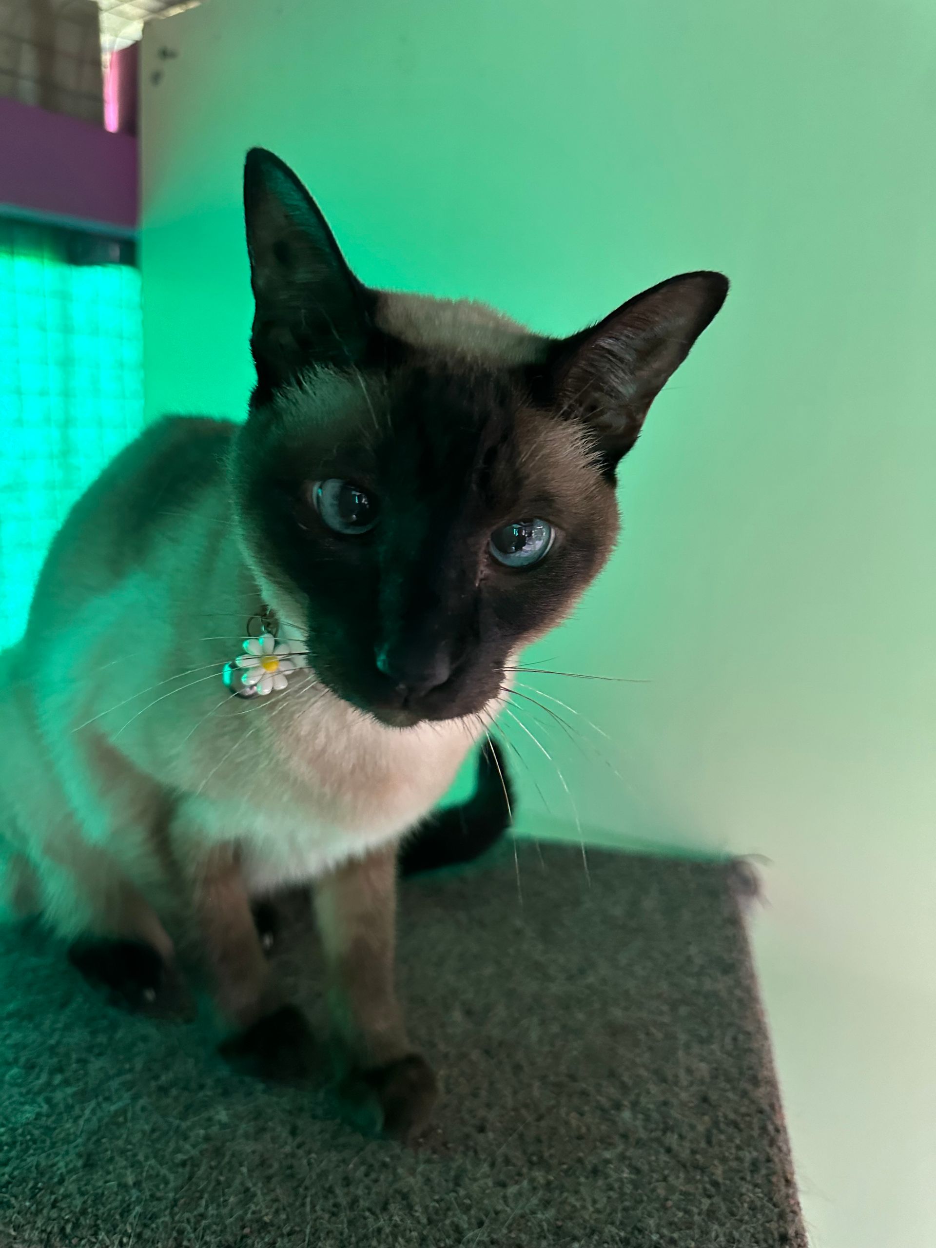 Rockhampton Boarding Kennels & Cattery | Pet Boarding Rockhampton