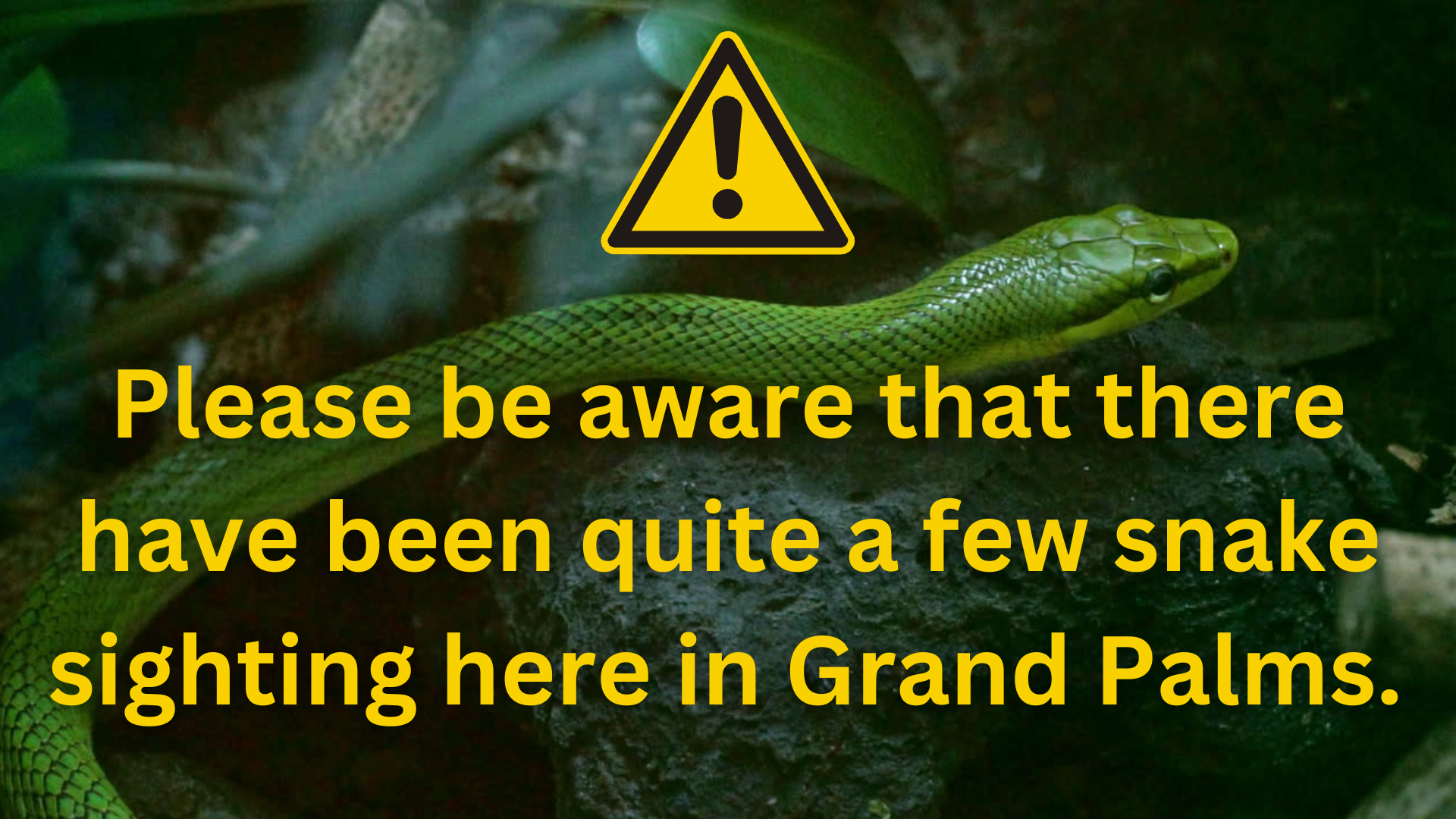 SNAKE SIGHTINGS 🐍