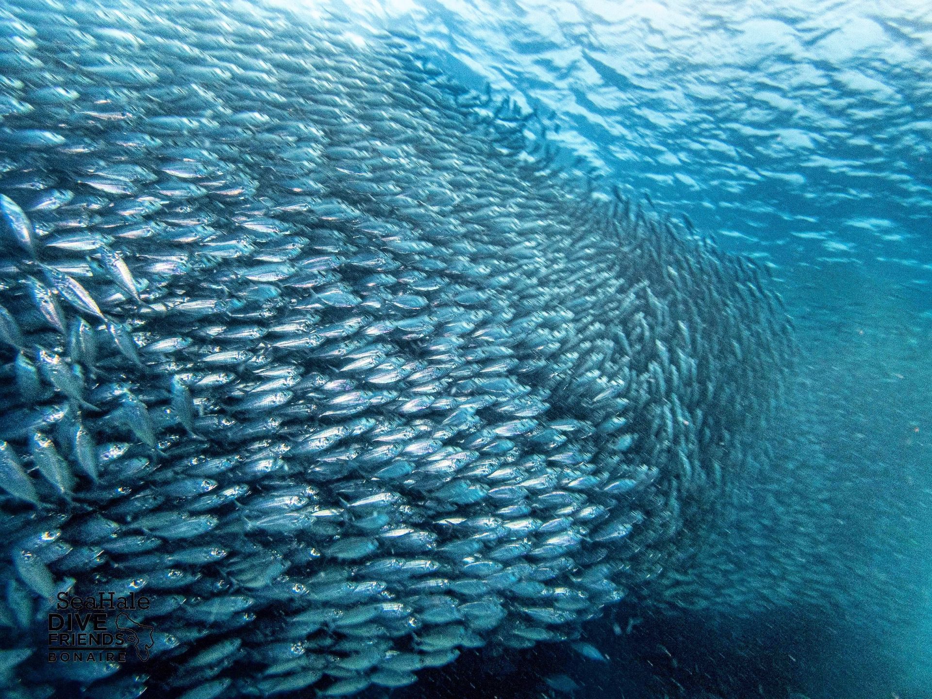 The Top 5 Dive Spots on Bonaire - Delfins Beach Resort