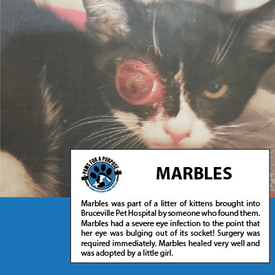 Home | Paws for a Purpose - Elk Grove, CA