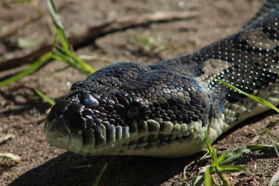 Learn from Experts on Reptile Husbandry Orientation Course