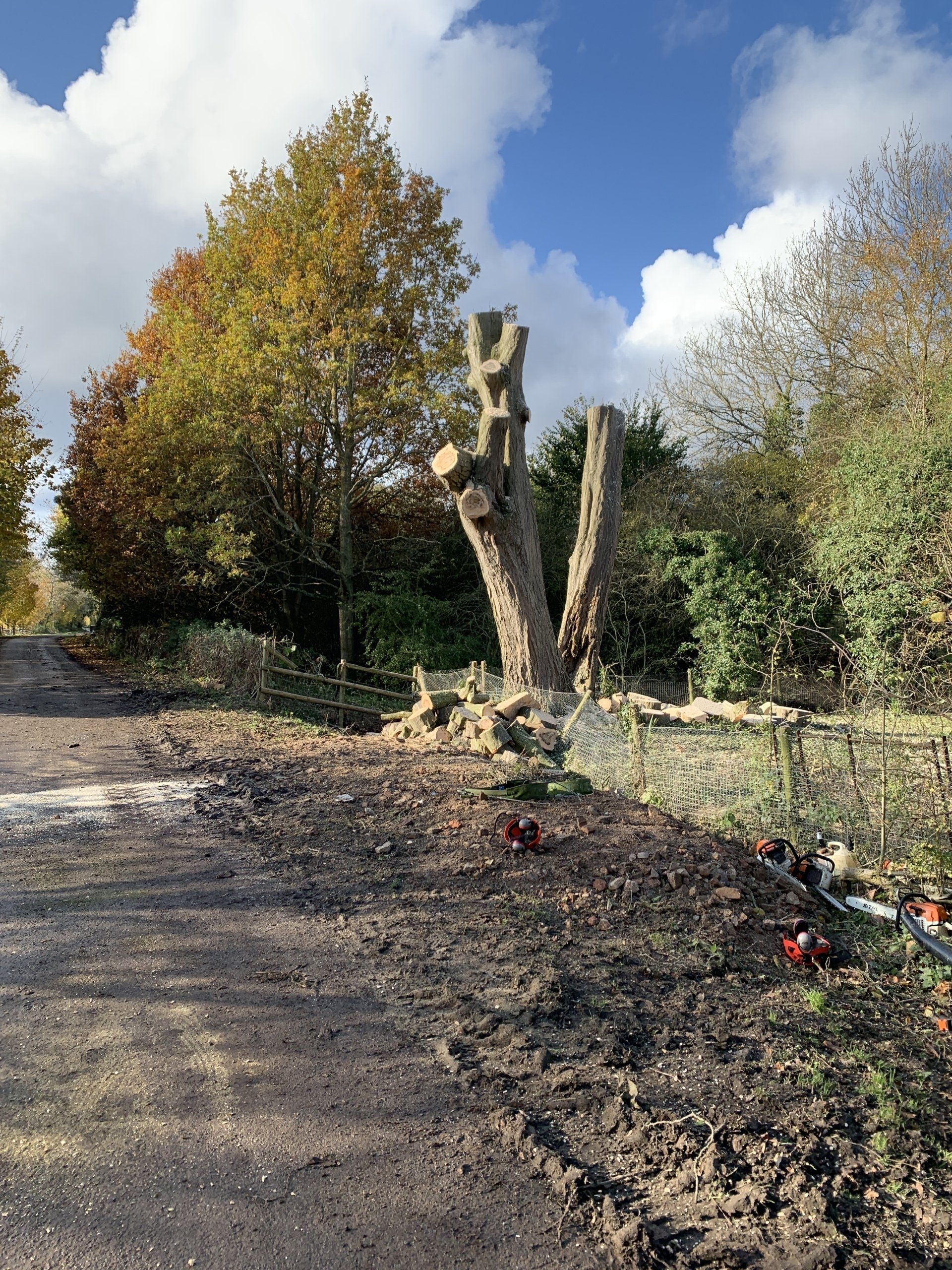 Qualified Tree Surgeon, Cotswolds | Tom Negus Tree Care