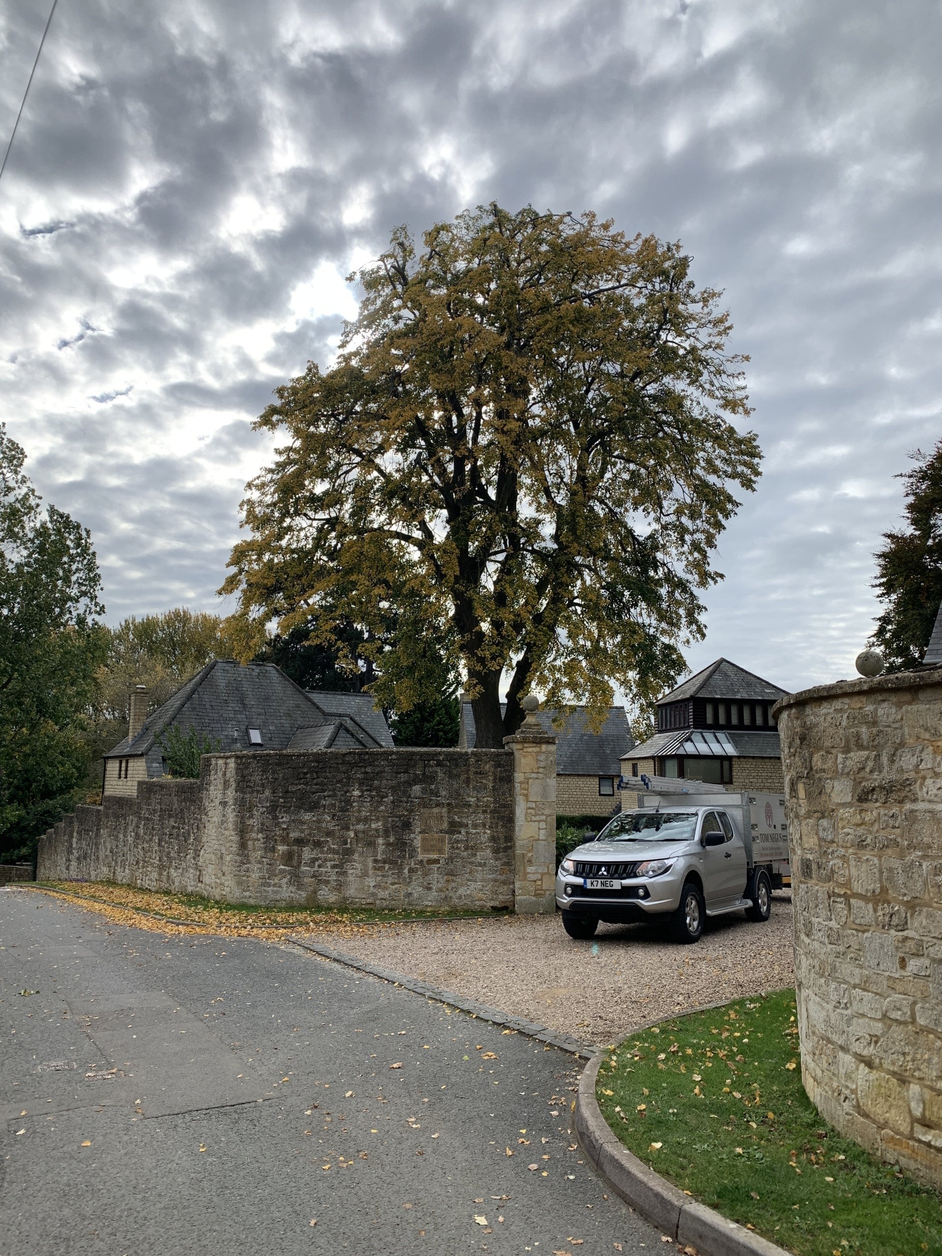 Qualified Tree Surgeon, Cotswolds | Tom Negus Tree Care