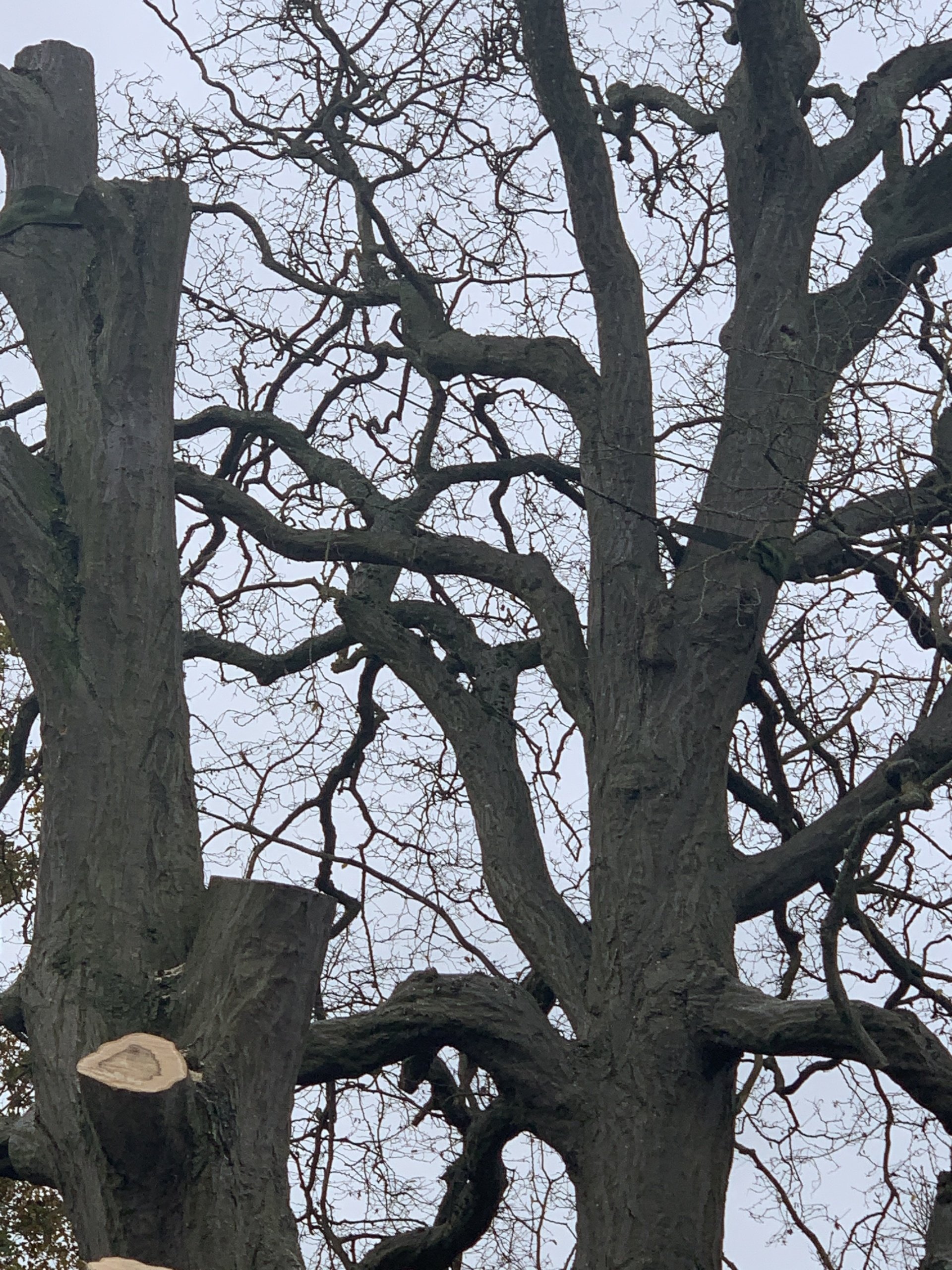 Qualified Tree Surgeon, Cotswolds | Tom Negus Tree Care